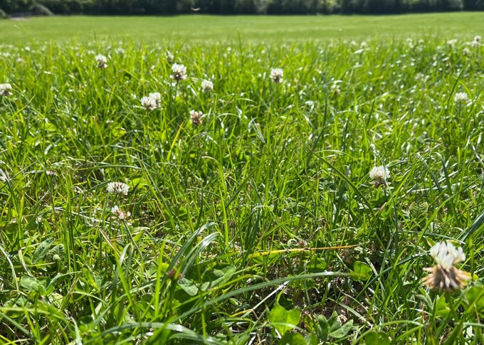 Amestec de 4 ani pentru pășunat și cosit (siloz) - Pajisti.ro - Pășuni ...