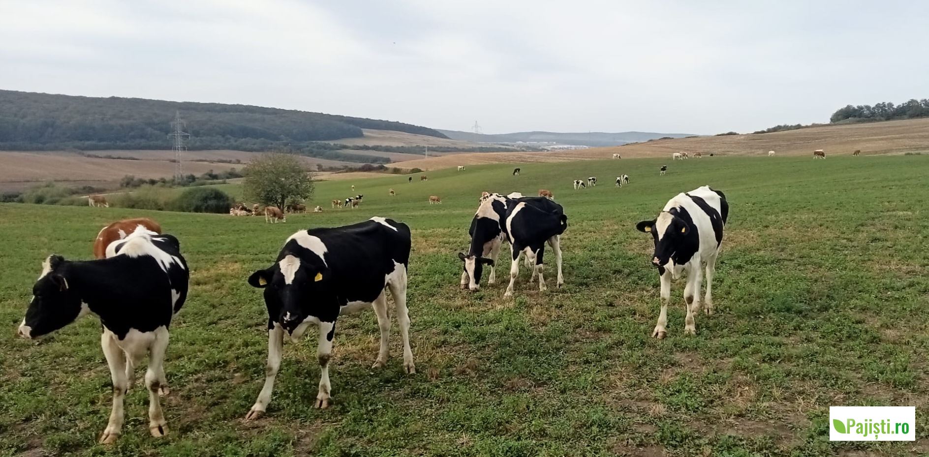 Cum să obții mai multă iarbă de pe pășune - Pajisti.ro - Pășuni și fânețe